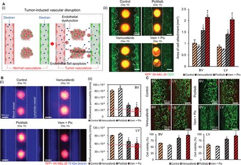 Effect Of The Braf Pi3k Combined Inhibitor On Endothelial Dysfunction