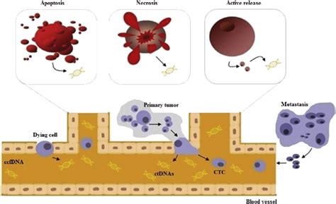 E The Main Sources Of Circulating Cell Free Dna Related To The Cancer