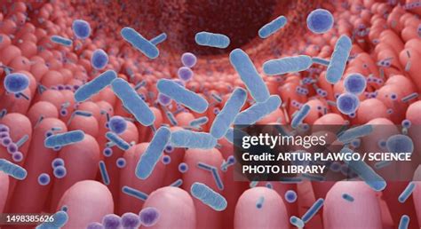 Human Microbiota Illustration High Res Vector Graphic Getty Images