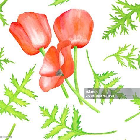 수채화 레드 양귀비 원활한 패턴입니다 흰색 배경에 고립 된 잎 그림과 손으로 그린 식물 파파버 꽃 장식 디자인 섬유 인쇄를위한 밝은 필드 식물 질감 0명에 대한 스톡 벡터