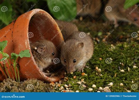What Is A Mouse Natural Habitat At Marcelene Grant Blog