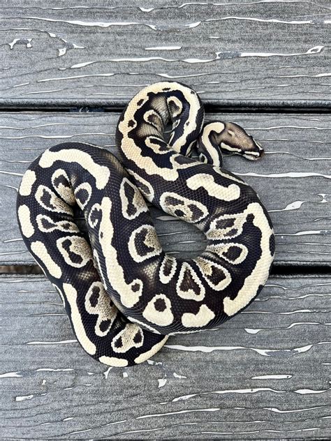 Fire Lace Het Clown Ball Python By Southern Ball Pythons Morphmarket