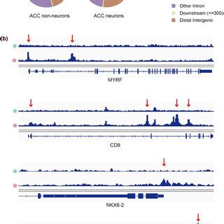 Chromatin Accessibility Analysis Using ATACseq Data In Human ACC