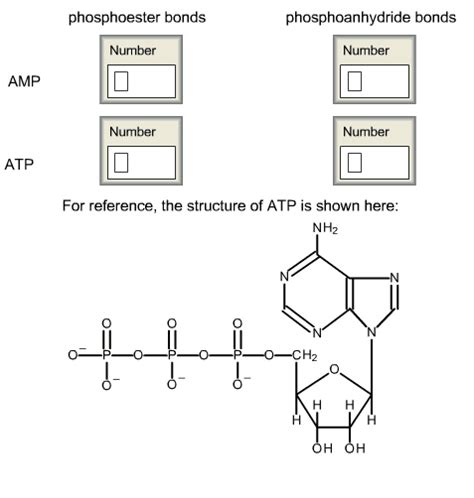 Phosphate Ester Bond