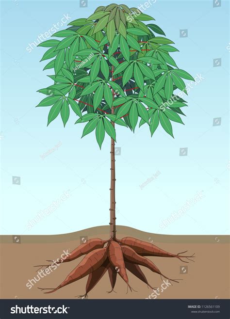Vector Illustration Singkong Cassava Plant Structure Stock Vector
