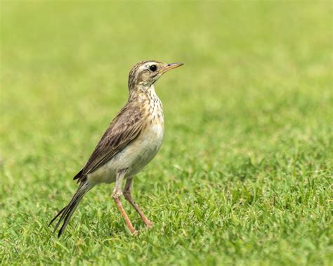 Paddyfield Pipit Anthus Rufulus