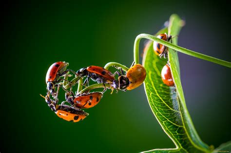 Обои Животные Божьи коровки обои для рабочего стола фотографии животные божьи коровки макро