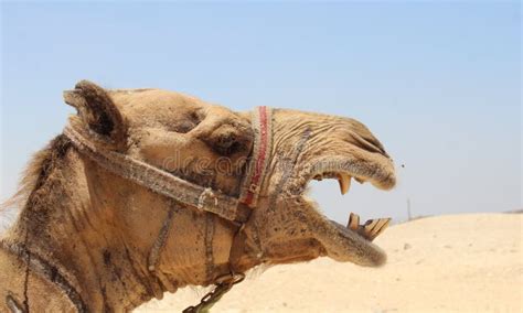 Angry Camel Shouting And Yelling Stock Image Image Of Wildlife Field