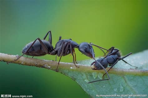蚂蚁摄影图 昆虫 生物世界 摄影图库 昵图网