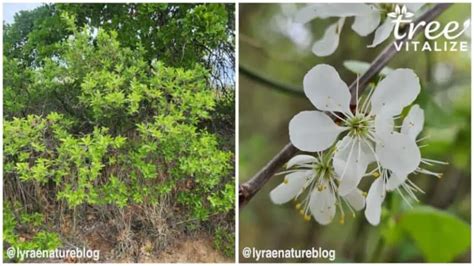 Common Native Trees In Kentucky Common Native Trees In Kentucky