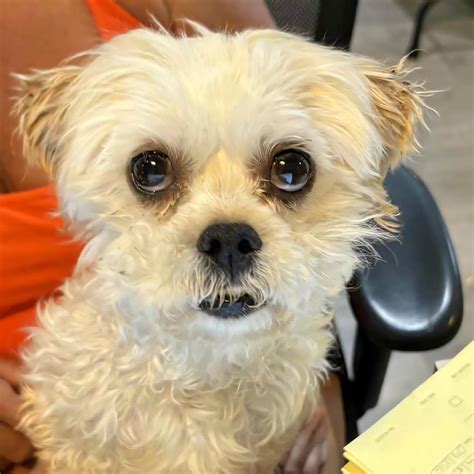 Adopt Wilbert Today Find Paw Pal