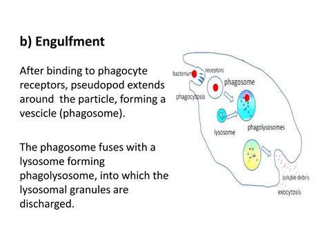 Acute Inflammation Process In Biological System Pptx
