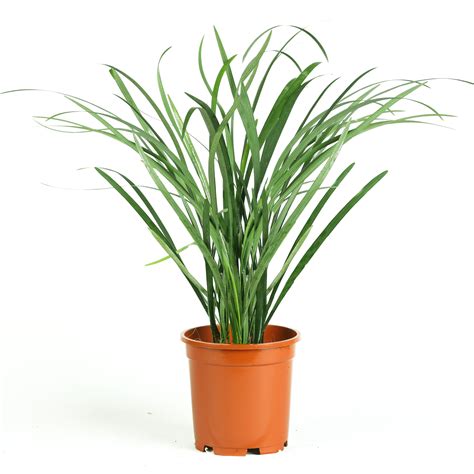 Mike Flora Product Type Polyscias