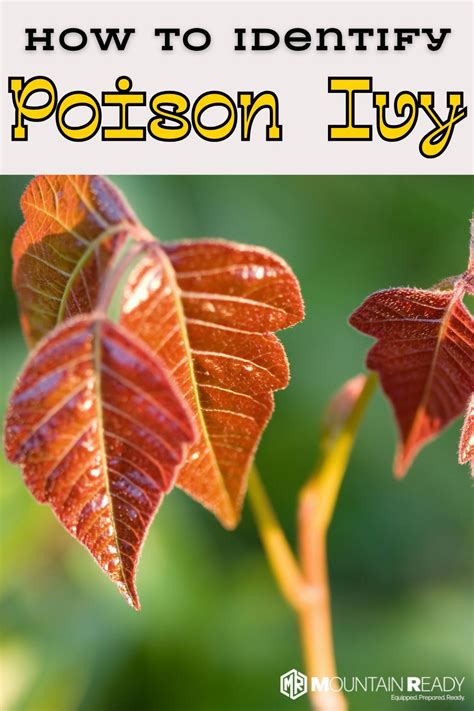 Best 13 Poison Ivy Symptoms Artofit