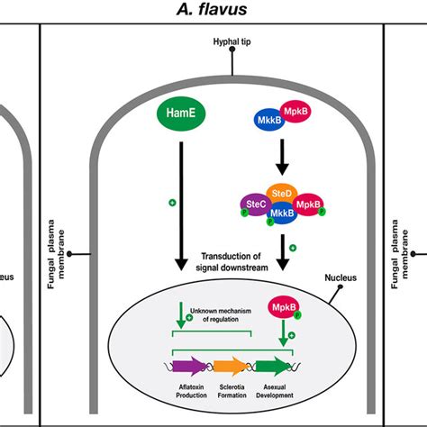 The Yeast Fus3 Pheromone Module Detection Of Either A Or A Download Scientific Diagram