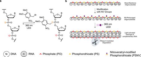 Modification Of Ps Containing Antisense Oligonucleotides And Our Download Scientific Diagram
