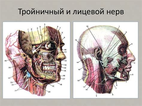 Травматические повреждения мягких тканей челюстно лицевой области у детей презентация онлайн