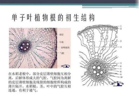 初生结构 快懂百科