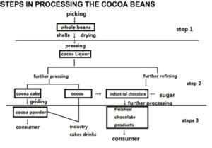 The Diagram Below Shows The Steps Of Processing Cocoa Beans