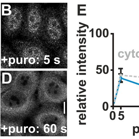 Puromycin Incorporation Hela Cells Were Pre Treated With Cycloheximide