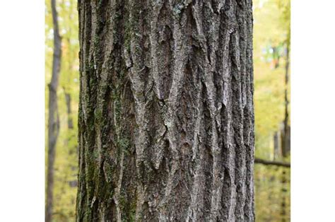 Red Oak Bark Identification Stratigrafia