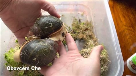 ЯЙЦА ДИНОЗАВРОВ В КОНТЕЙНЕРЕ😱 Youtube