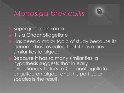 Protista Example Organisms Ppt