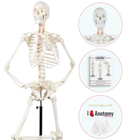 Buy Anatomy Skeleton Model Adult Human Anatomical Skeletal Model