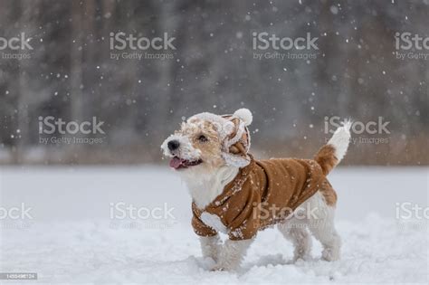 귀마개와 갈색 재킷이 달린 모자를 쓴 개 잭 러셀 테리어가 숲에 서 있습니다 눈 비문을위한 흐림 0명에 대한 스톡 사진 및 기타 이미지 Istock