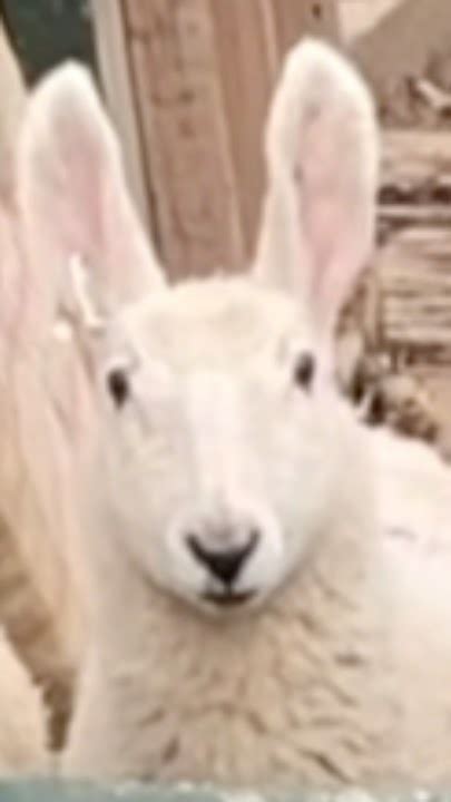 Rabbit Mixed With A Sheep Youtube
