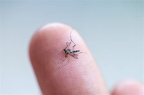 클로즈 업 애 데 아 이집트 티 인간의 피부에 일반적인 집 모기 혈액 인간을 빠는 애 들 이집트 티 가득 찬에 대한 스톡 사진 및 기타 이미지 Istock