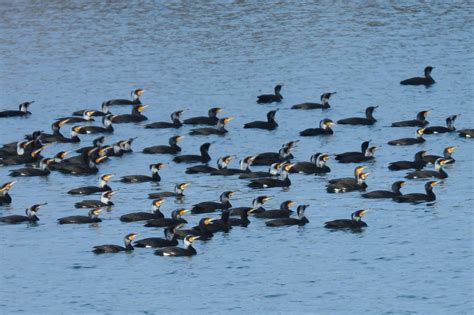 Insect Decline Threatens Bird Migration A Call For Action On World Migratory Bird Day OmÜ