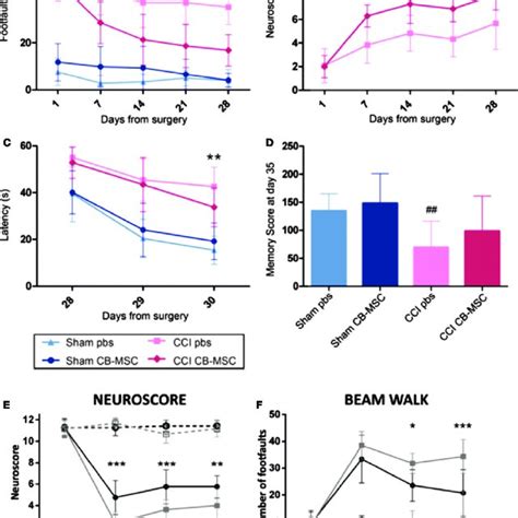A The Mesengenic Process Typical Lineages Of Mesenchymal Stem Download Scientific Diagram