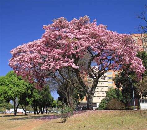 Lapacho Rosado Tabebuia Rosea