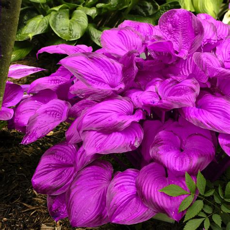 Sebiola Purple Hosta Seeds 200pcs Attract Pollinators Perennial Hosta Plants Ease Of Planting