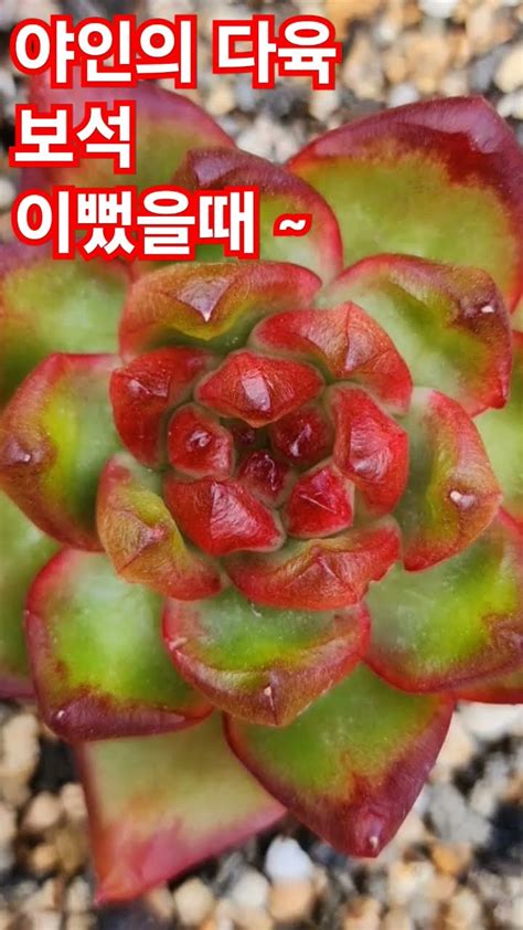 오늘도 수고 많으셨습니다 ~ 임영웅 파종이 실생 다육 다유기 다육이 다육식물 반려식물 다육판매 다육이판매 다육이키우기 다육인스타그램 매혹이 청주