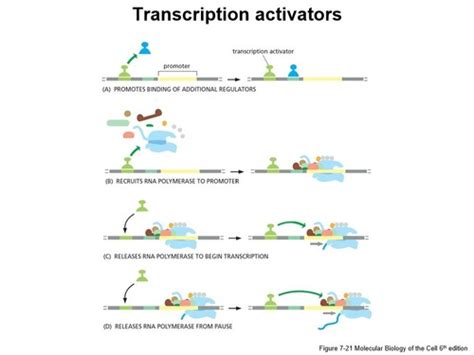 Transcription 5 Regulation Of Transcription Flashcards Quizlet