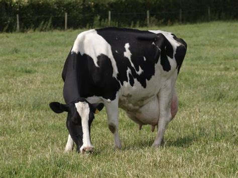 Cow With Heavy Udders Ready For Milking Uk Pictures Getty Images