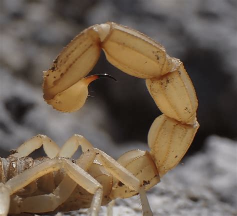 Afs Sex Species R Scorpions