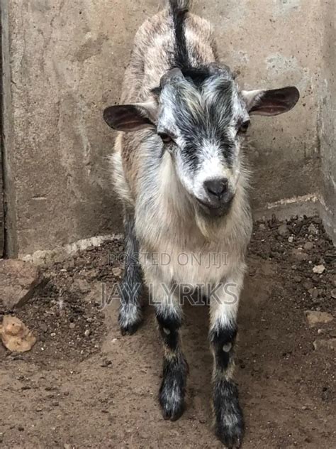 Healthy Goat In Kasoa Farm Animals Jay Lyriks Gh