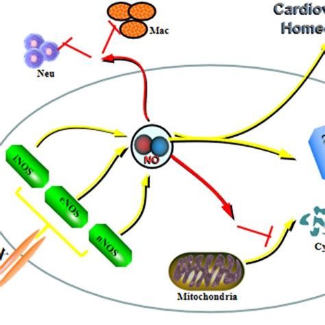 Lipoxin Exerts Protective Effects Via Increasing The No Generation Download Scientific Diagram