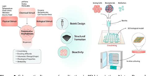 Figure 2 From Bone Tissue Engineering Through 3d Bioprinting Of Bioceramic Scaffolds A Review
