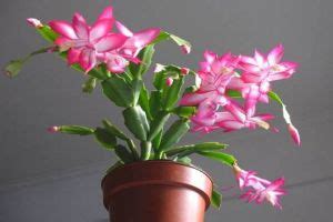 石斛的种植方法及繁殖 花百科
