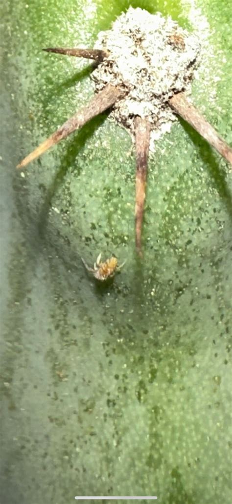 Insect Id Request Socal Spring Launching Predators Of The Pedro Have