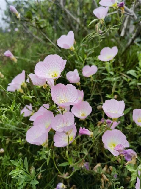 花与猫 的想法 月见草 大热天出去爬山遇到了美丽月 知乎