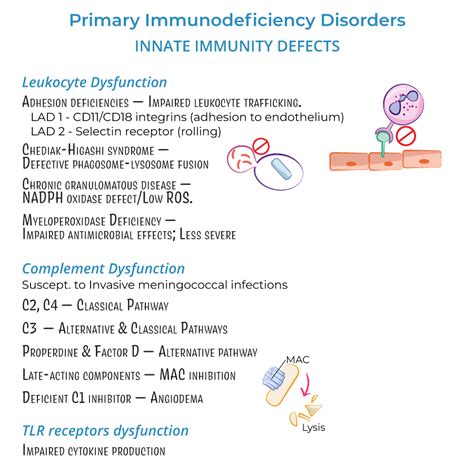 Immunology Microbiology Glossary Primary Immunodeficiency Disorders Overview Ditki