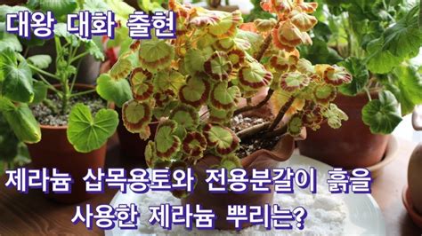 대왕대화출현제라늄 삽목용토와 전용분갈이 흙을 사용한 제라늄 뿌리는삶의 낙카프다원가드닝브이로그 Youtube
