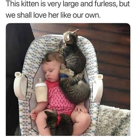Pin By Debranetics On Memes I Love Funny Animals Funny Cute Cats
