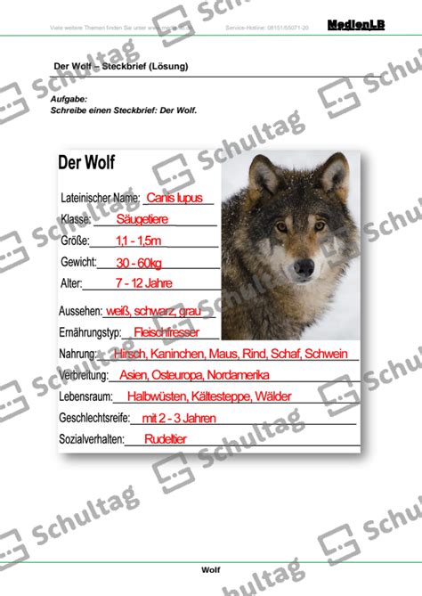 Der Wolf Steckbrief Schultag