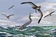 Palaeophis Colossaeus Prehistoric Wiki Fandom